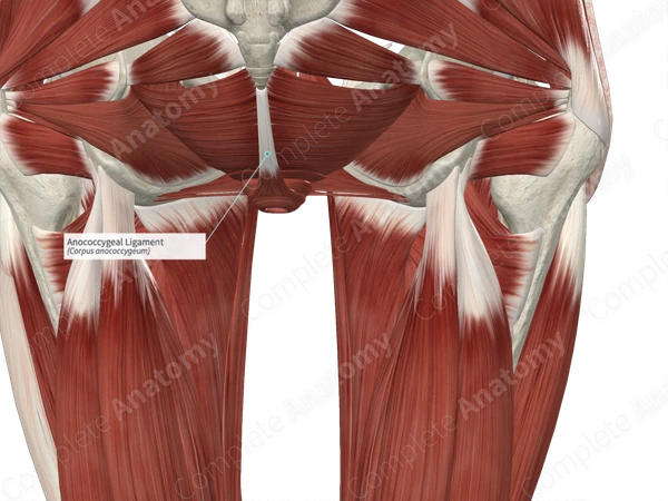 Anococcygeal Ligament | Complete Anatomy