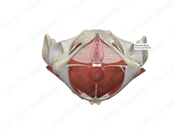 Anatomy Of Pelvis And Perineum Pelvis And Perineum Anatomy 6