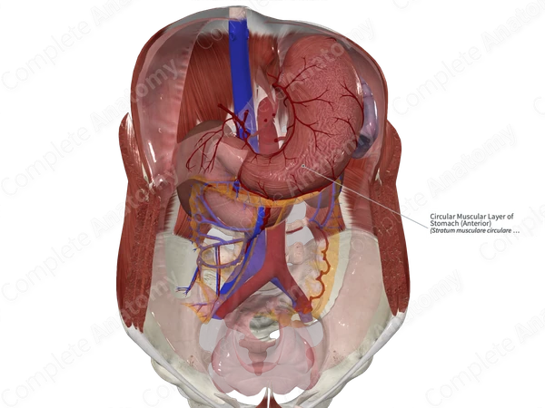 Circular Muscular Layer of Stomach (Anterior) | Complete Anatomy