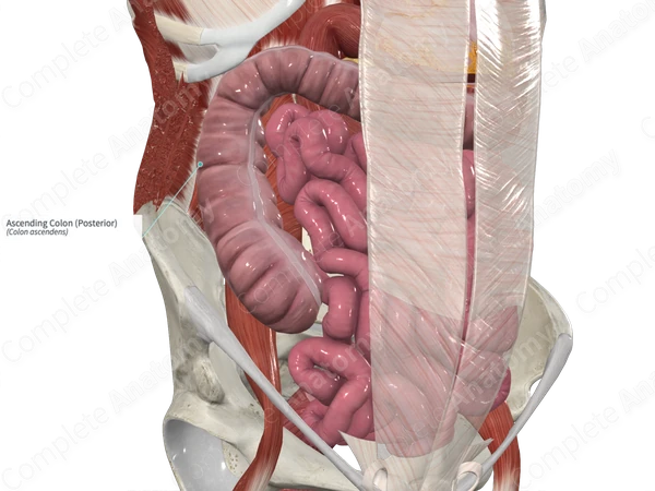 Ascending Colon (Posterior) | Complete Anatomy