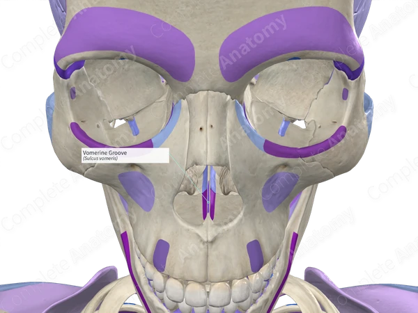 Vomerine Groove | Complete Anatomy