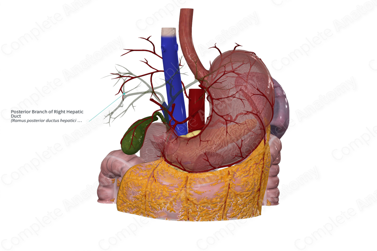 Posterior Branch Of Right Hepatic Duct Complete Anatomy
