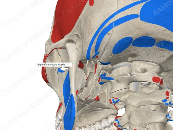 Origin of Stylohyoid Muscle | Complete Anatomy