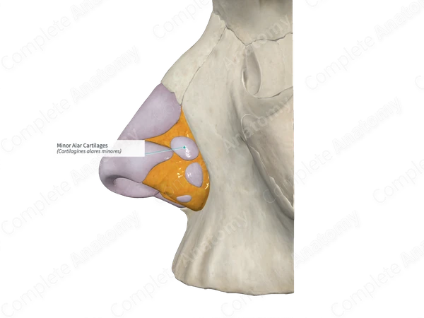 Minor Alar Cartilages | Complete Anatomy