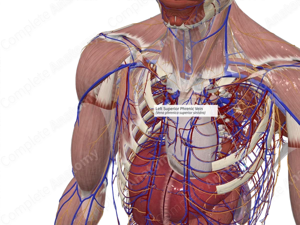 Superior Phrenic Artery