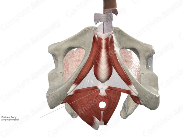 Perineal Body | Complete Anatomy