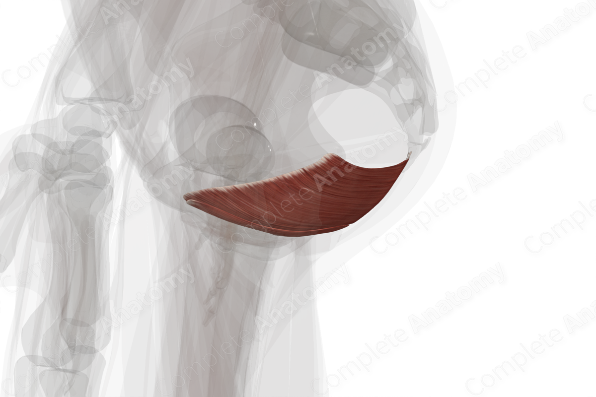 Levator Ani Complete Anatomy