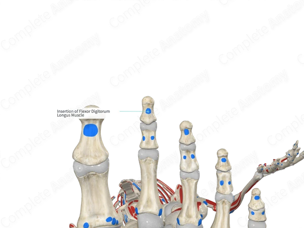 Insertion of Flexor Digitorum Longus Muscle | Complete Anatomy