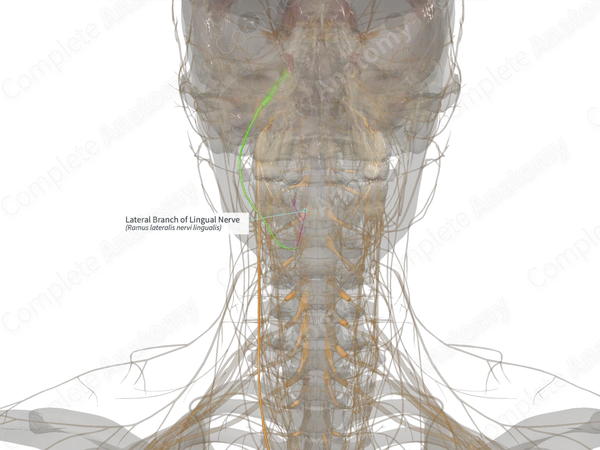 Lateral Branch of Lingual Nerve (Right) | Complete Anatomy