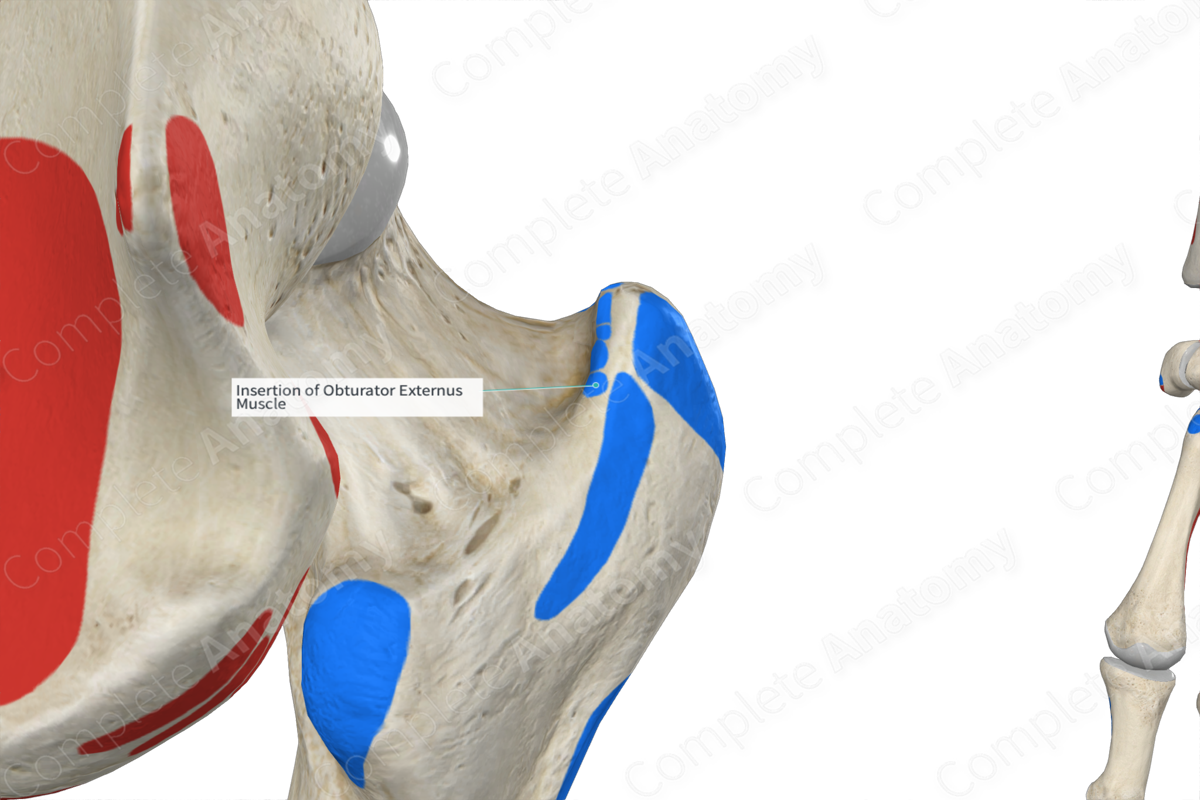Insertion Of Obturator Externus Muscle Complete Anatomy