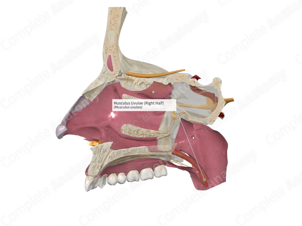 Musculus Uvulae (Left Half) | Complete Anatomy