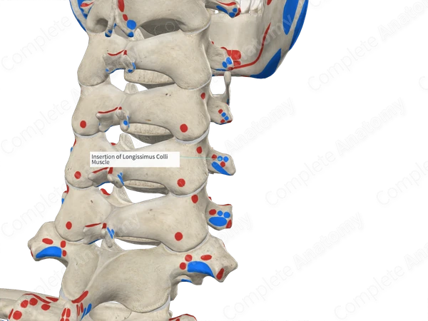Insertion of Longissimus Colli Muscle | Complete Anatomy