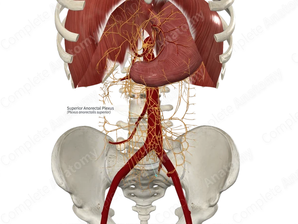 Superior Anorectal Plexus | Complete Anatomy