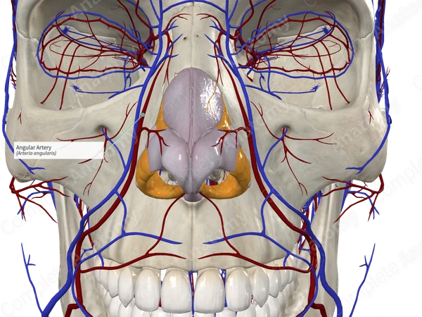 Angular Artery | Complete Anatomy