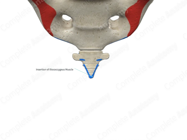 Insertion of Iliococcygeus Muscle | Complete Anatomy