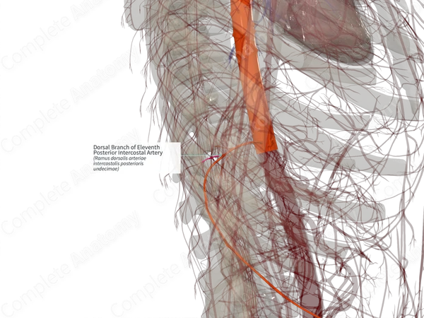 Dorsal Branch of Eleventh Posterior Intercostal Artery (Left ...