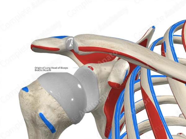 Origin of Long Head of Biceps Brachii Muscle | Complete Anatomy