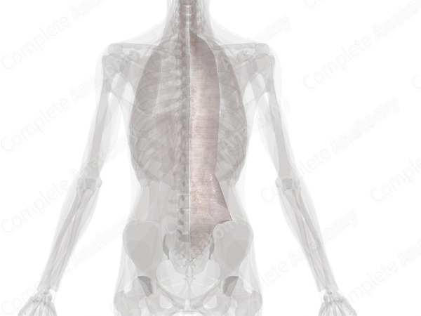 Thoracolumbar Fascia (Left) | Complete Anatomy