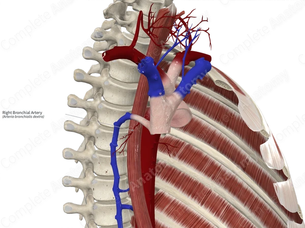 Bronchial Artery Anatomy Thoracoscopy For Congenital Lung