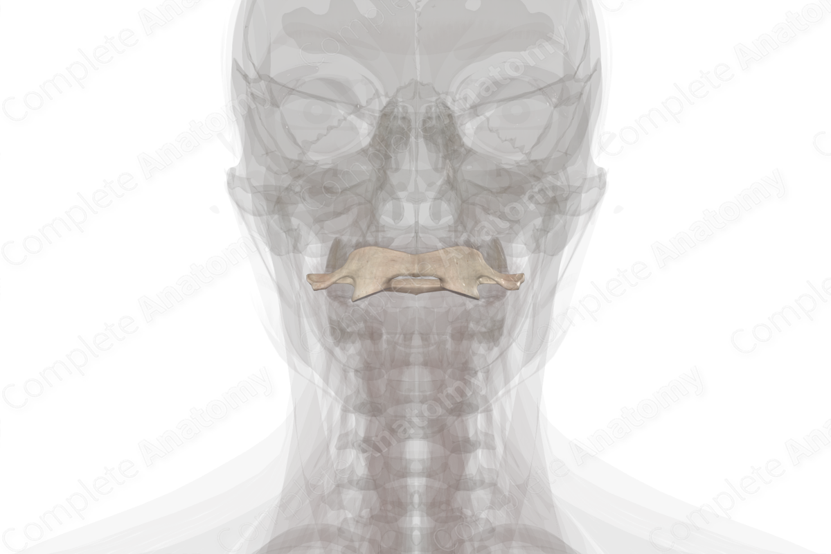 Atlas | Complete Anatomy