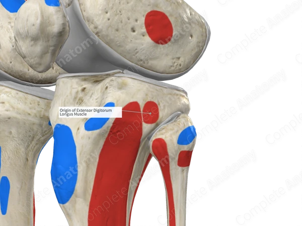 Origin of Extensor Digitorum Longus Muscle | Complete Anatomy