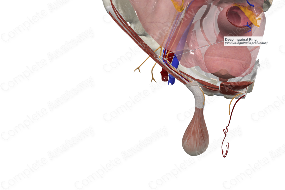 Deep Inguinal Ring | Complete Anatomy