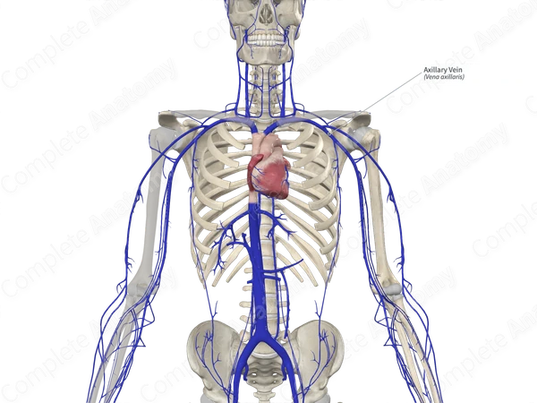 Axillary Vein | Complete Anatomy