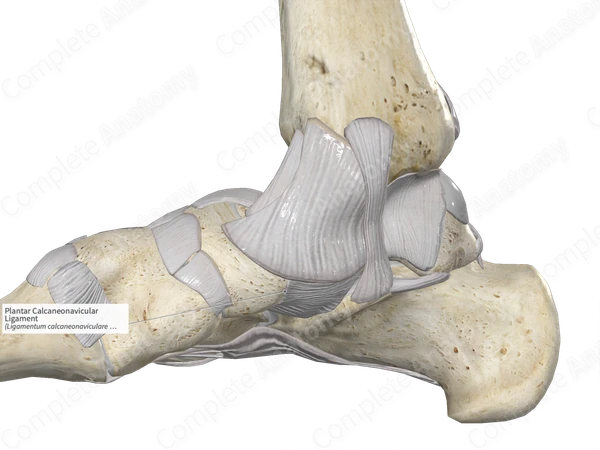 Plantar Calcaneonavicular Ligament | Complete Anatomy