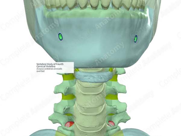 Vertebral Body of Fourth Cervical Vertebra | Complete Anatomy