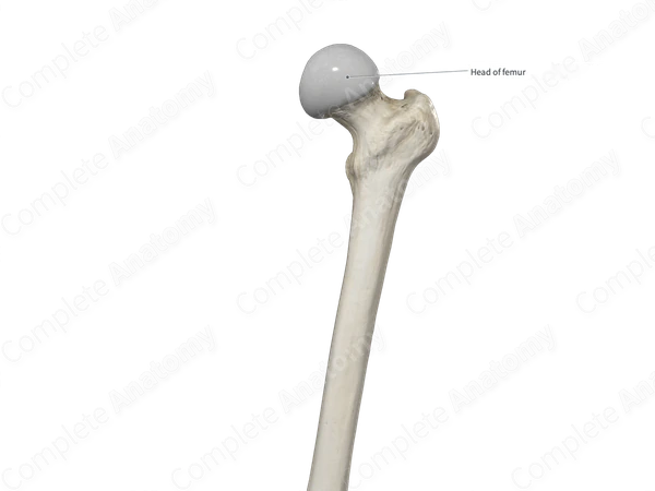 Head of Femur | Complete Anatomy