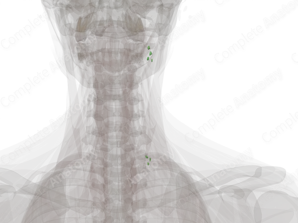 Anterior Internal Jugular Nodes (Left) | Complete Anatomy