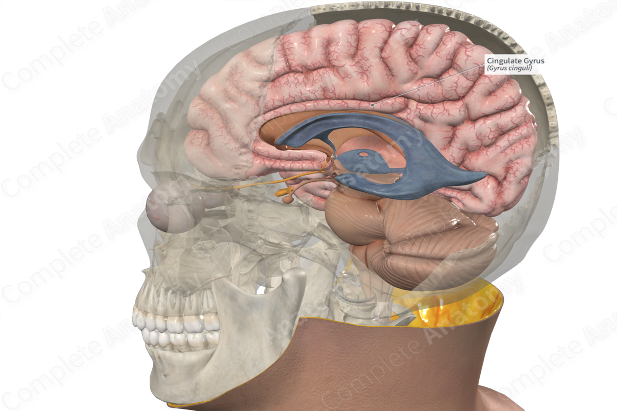 Cingulate Gyrus Complete Anatomy