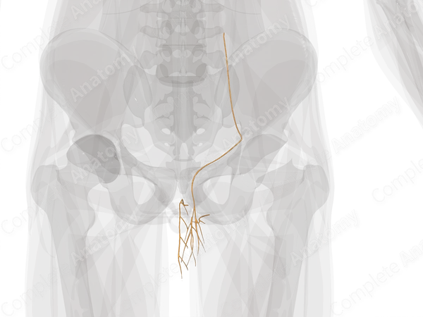 Nerves of Male Genital System (Left) | Complete Anatomy