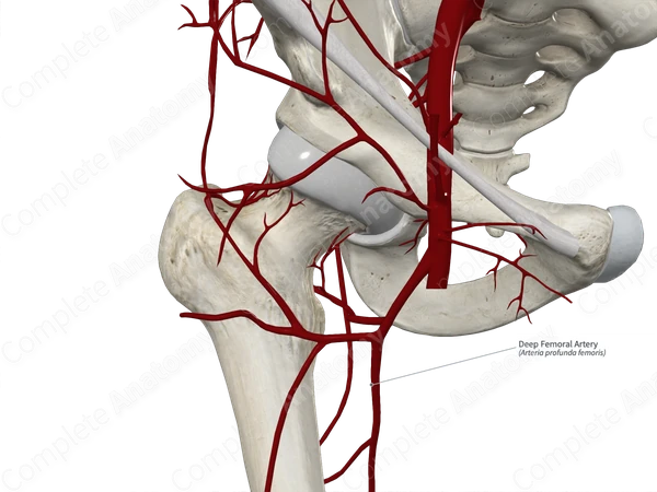 Deep Femoral Artery | Complete Anatomy