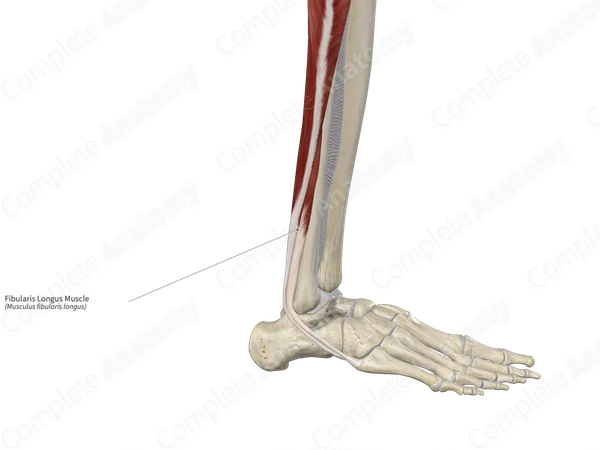 Fibularis Longus Muscle | Complete Anatomy