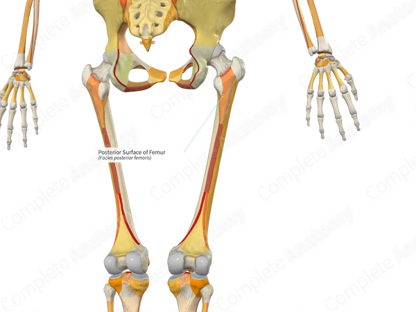 Posterior Surface of Femur | Complete Anatomy