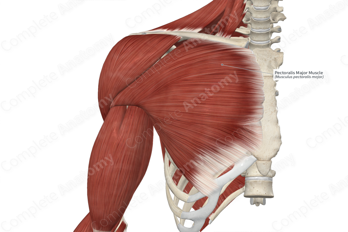 Pectoralis Major Muscle | Complete Anatomy