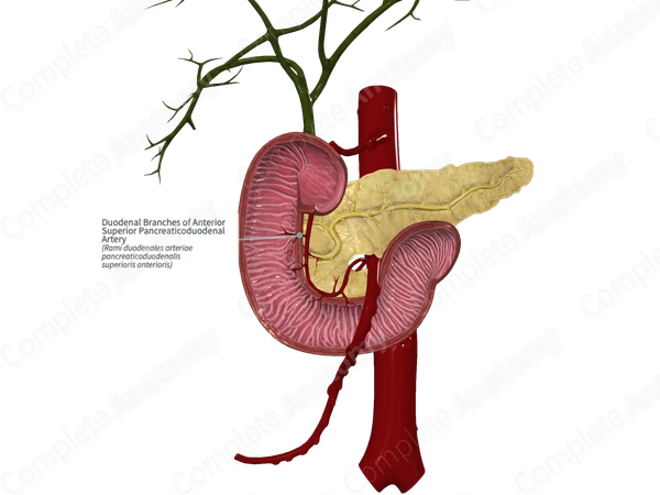 Duodenal Branches of Anterior Superior Pancreaticoduodenal Artery | Complete Anatomy