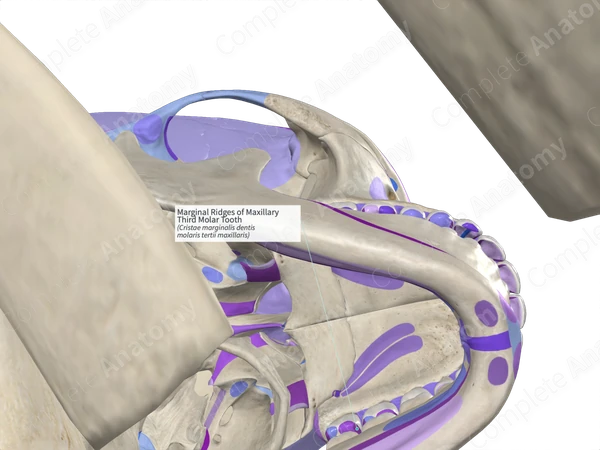 Marginal Ridges of Maxillary Third Molar Tooth | Complete Anatomy
