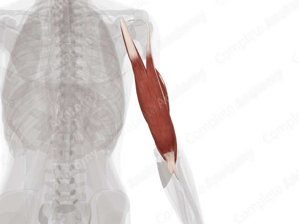 Muscles of Arm (Left) | Complete Anatomy