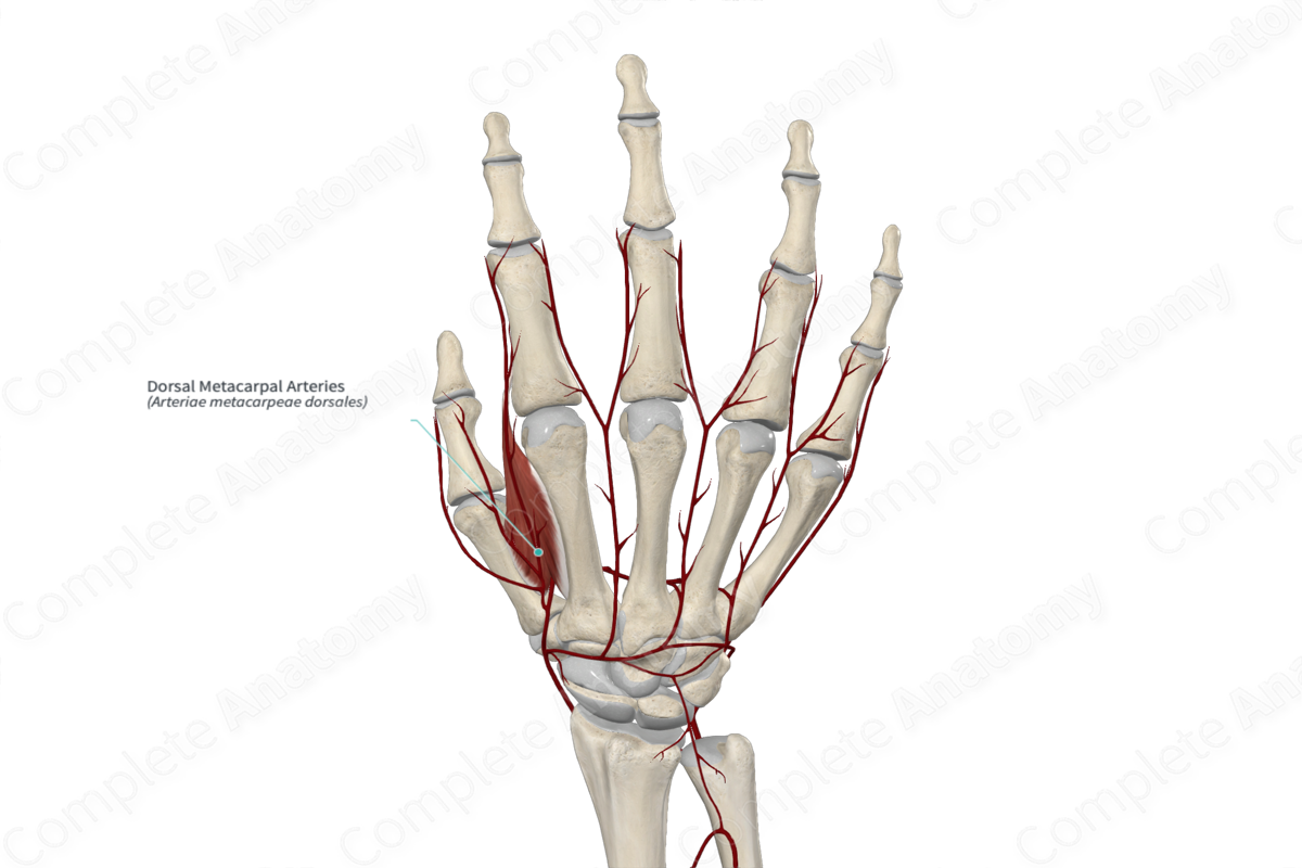 Dorsal Metacarpal Arteries Complete Anatomy