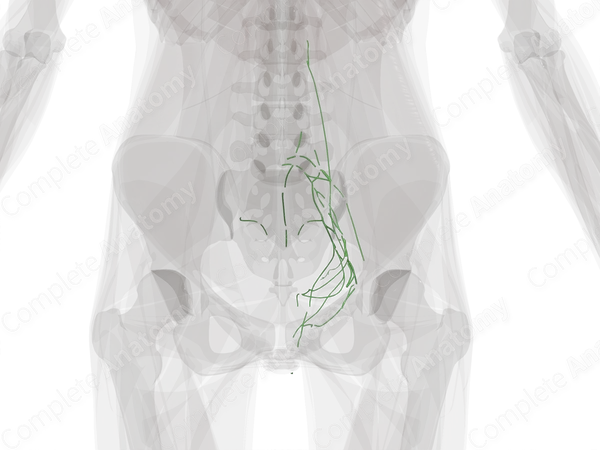 Pelvic Lymph Vessels (Left) | Complete Anatomy