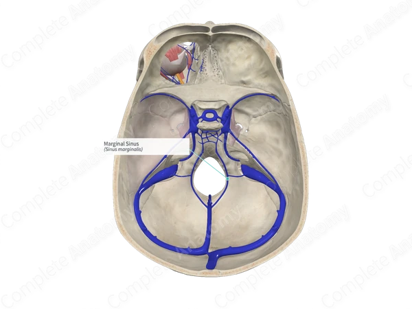 Marginal Sinus | Complete Anatomy