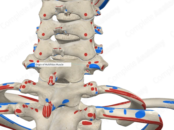 Origin of Multifidus Muscle | Complete Anatomy