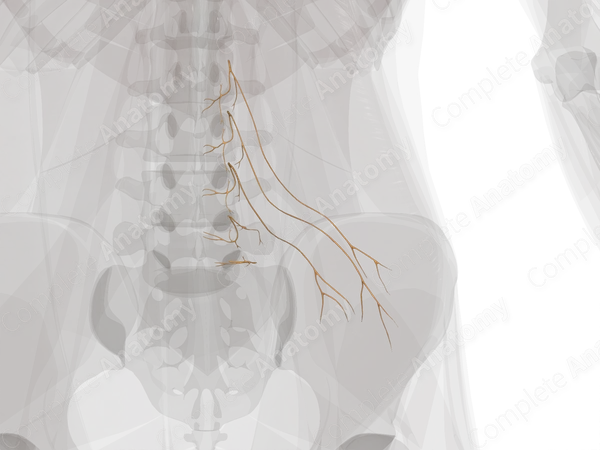 Posterior Rami of Lumbar Nerves (Left) | Complete Anatomy