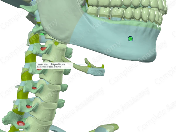 Lesser Horn of Hyoid Bone (Left) | Complete Anatomy