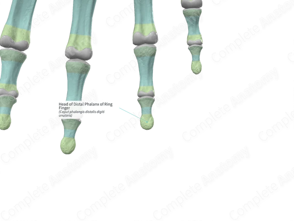 Head of Distal Phalanx of Ring Finger | Complete Anatomy