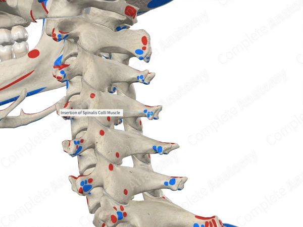 Insertion of Spinalis Colli Muscle | Complete Anatomy