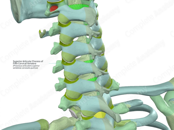 Superior Articular Process of Fifth Cervical Vertebra (Right ...