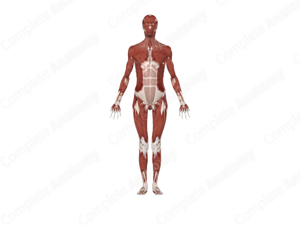 Muscular System | Complete Anatomy